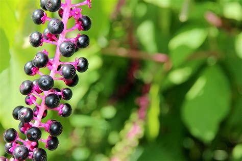 Common Toxic Plants Used In Pacific Nw Landscaping Blessing Landscapes