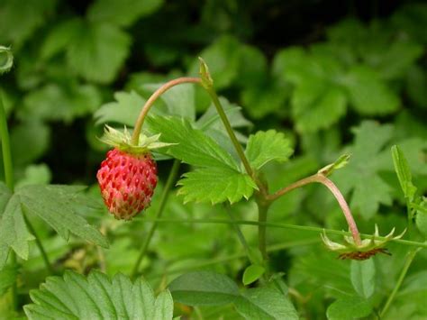 Einheimische Wildkräuter Und Bäume Im Stefansbachtal Gevelsbergknack