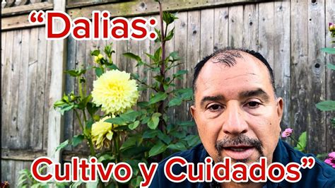 Dalias La Flor Que Te Enseña A Cultivar Un Imperio Youtube