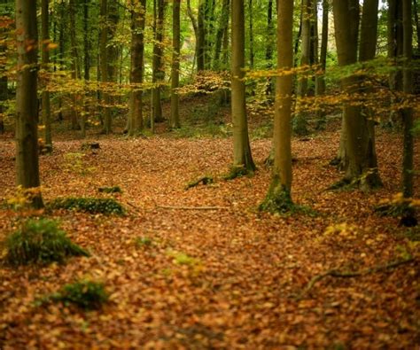 Assessment Almost 40 Percent Of Worlds Trees Face Extinction