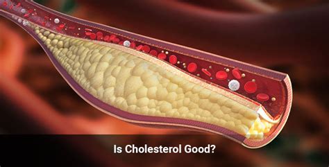 How Does Cholesterol Affect Membrane Fluidity Ohm