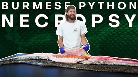 Burmese Python Dissection In The Lab Youtube