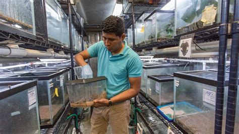 Panamá Implementará Plan De Acción Para Conservación De Anfibios