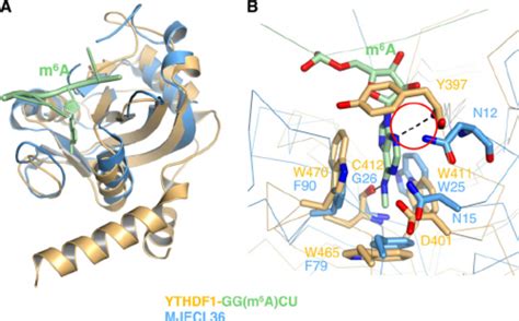 structure comparison betweenythdf1 pho92 and ythdc2 pdb entry 2yu6