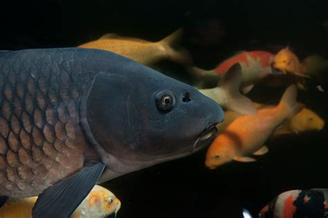 Koi Vs Carp What S The Big Difference Between Them Koi Story