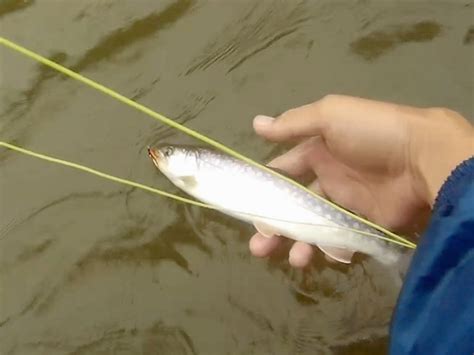 Angler