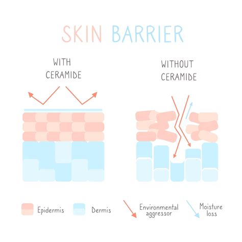 Premium Vector Skin Barrier Of Skin View Comparison Of Normal And