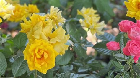 사도신경영어듣기 Youtube