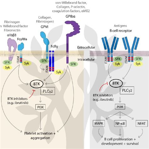 Platelets And B Lymphocytes Utilise Common Signalling Pathways Btk Is