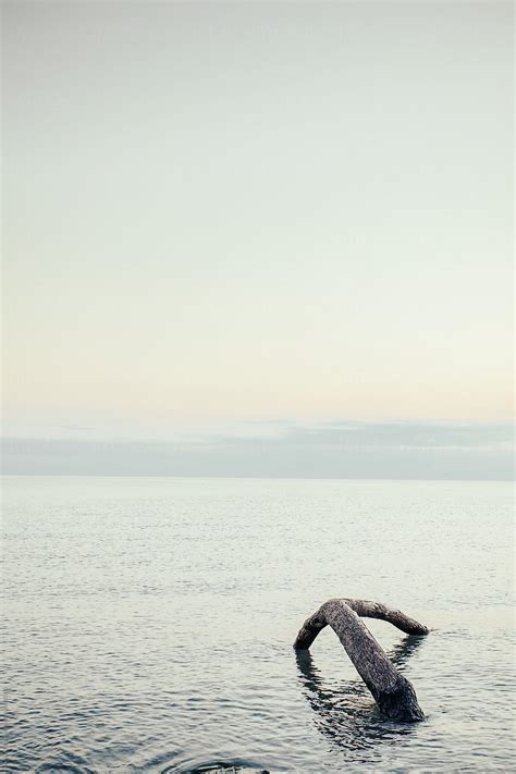 Dead Tree In The Sea By Stocksy Contributor Borislav Zhuykov Stocksy