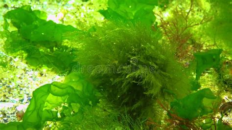 Green And Red Algae On Underwater Rocks Briopsis Ulva Ceramium