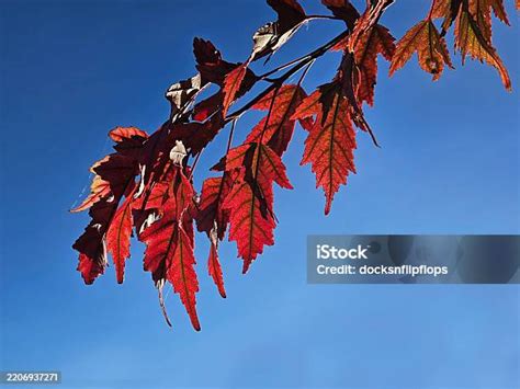 바로 아래에서 올려다보면 맑고 푸른 하늘을 배경으로 밝은 햇빛을 맞은 붉은 단풍이 보입니다 0명에 대한 스톡 사진 및 기타 이미지 Istock