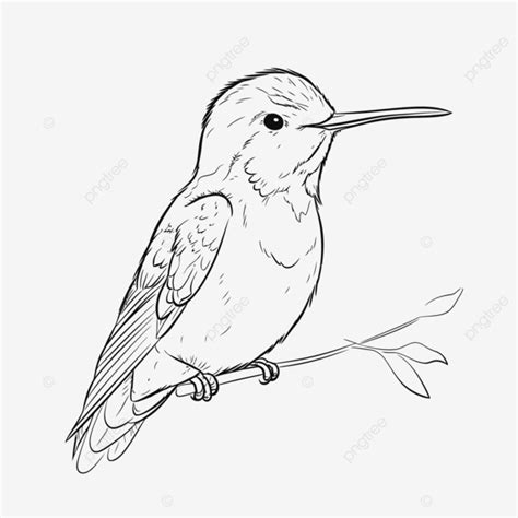 Hummingbird Coloring Pages And Hummingbird Drawing Outline Sketch