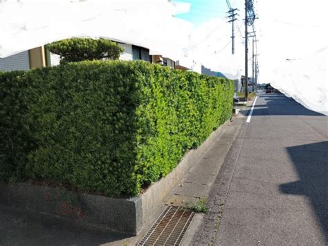 生垣イヌマキサザンカ 刈り込み剪定 中村園芸西尾市の小さな植木屋さん
