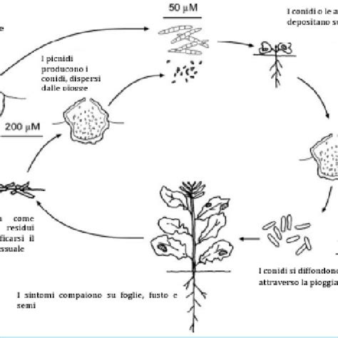 Adulto Di Phyllotreta Spp Download Scientific Diagram