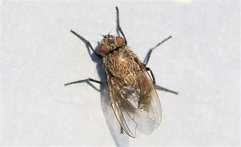 Furry Brown Fly Pollenia Bugguidenet