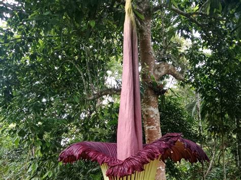 Setelah 15 Tahun Bunga Bangkai Endemik Sumatera Akhirnya Keluarkan Bau