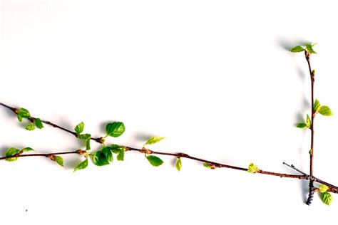 흰색 배경에 녹색 잎이있는 자작 나무 잔가지 고립 된 장소 텍스트 배경 엽서 클로즈업 0명에 대한 스톡 사진 및 기타 이미지