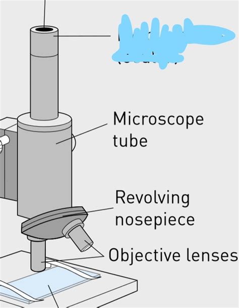 Compound Light Microscope Flashcards Memorang