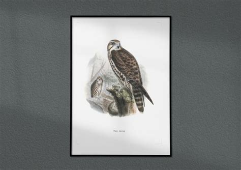 Plakat dorosły Raróg ptaki Polski grafika ze starego atlasu ptaków x A DodoPrint
