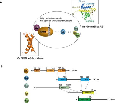 1 Gemin8 Sculpts The Modular Architecture Of The Multimeric Smn Complex