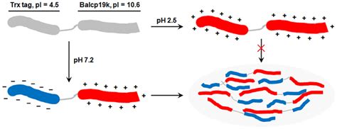 Schematic Illustration Of Electrostatic Interactions Triggering