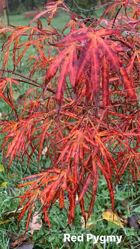 Acer Palmatum Red Pygmy Poppins Plants