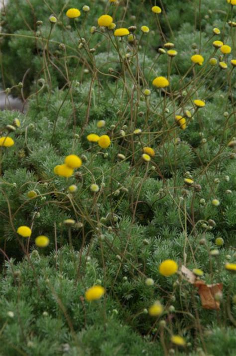 Cotula Hispida Goudknopje Vedermos Bloemenpark Appeltern