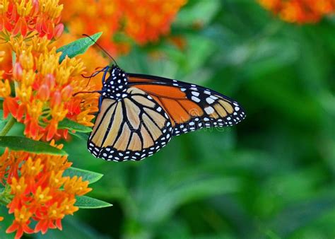 Monarch Butterfly On Milkweed Stock Image Image Of Bright Milkweed
