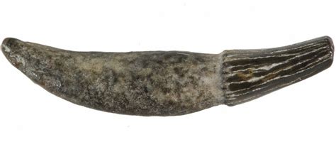 81 Fossil Odontocete Toothed Whale Tooth Maryland For Sale