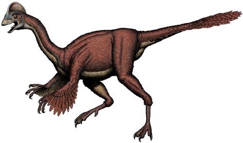 One Scary Chicken—new Species Of Large Feathered Dinosaur Discovered