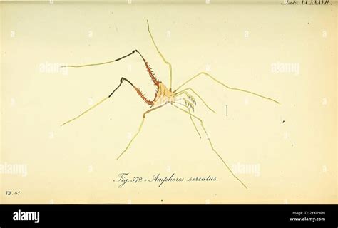 Die Arachniden Nürnberg In Der C H Zehschen Buchhandlung 1831