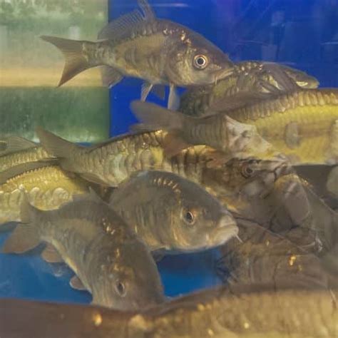 Mirror Carp Quality Pond Fish For Sale At Shirley Aquatics Uk