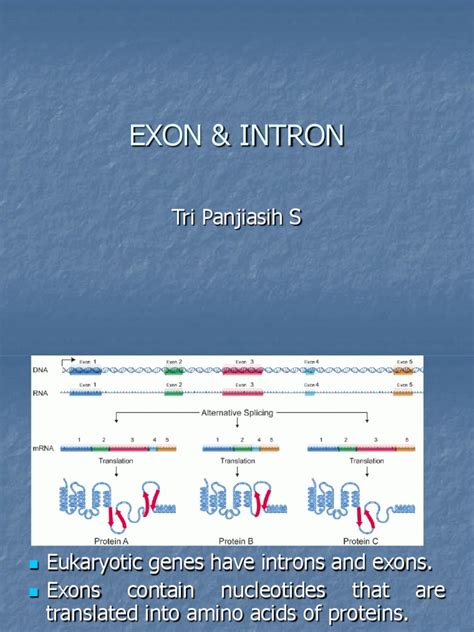 Exon Dan Intron Pdf Rna Splicing Intron