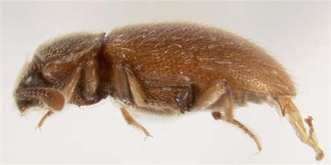 Cryptophagus Setulosus Bugguidenet