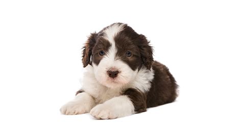 Bearded Collie Toelettatura Ubbidienza Foto E Tanto Altro