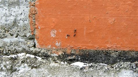 Macro Insectos Hormigas Free Video On Pixabay Pixabay