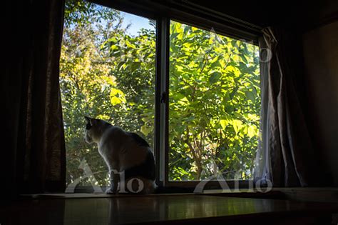 窓辺の猫 201649854 の写真素材 アフロ