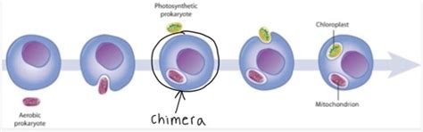 Mouse Transgenic Technologies Flashcards Quizlet