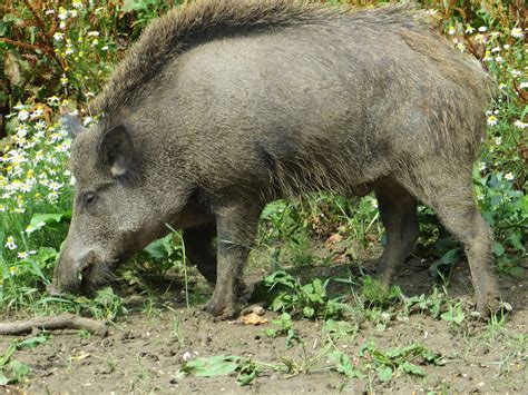 Wild Boar Eating By Scarach82 On Deviantart