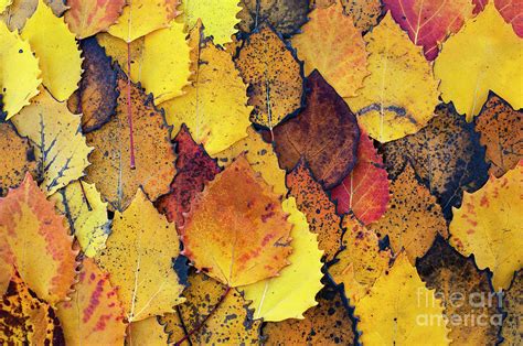 Birch Leaf Fall