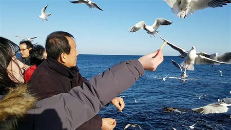 포항 호미곶 갈매기 새우깡시주 Youtube