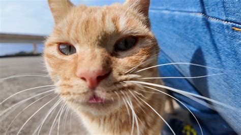 島の猫は人が来ると塀の上ので寝てても起きてモフられにくる。そして仲間に知らせに行く Youtube