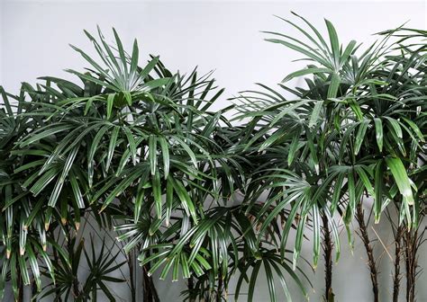 21 Types Of Palm Trees That Can Grow Indoors 43 Off