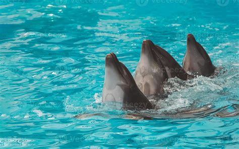 Group Of Dolphins Showing Performing And Having Fun Swimming In The Pool Dolphin Show In The
