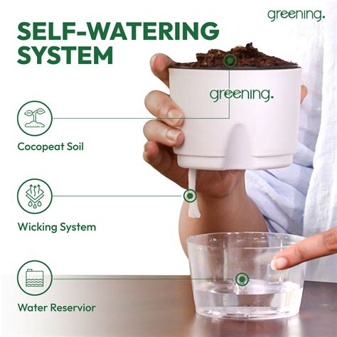 Best Indoor Plants In Karachi Pakistan Plants For Home Greening