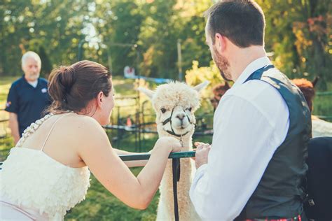 Bride Groom And White Alpaca