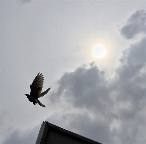 Premium Photo Bird Flying Over Roof