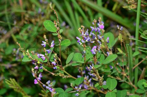 이름순 계절별 꽃색으로 찾기 잔디갈고리