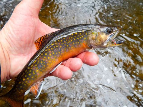 Small Stream Reflections March 2018